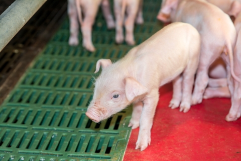 Taste and welfare | Belgian Pork Group